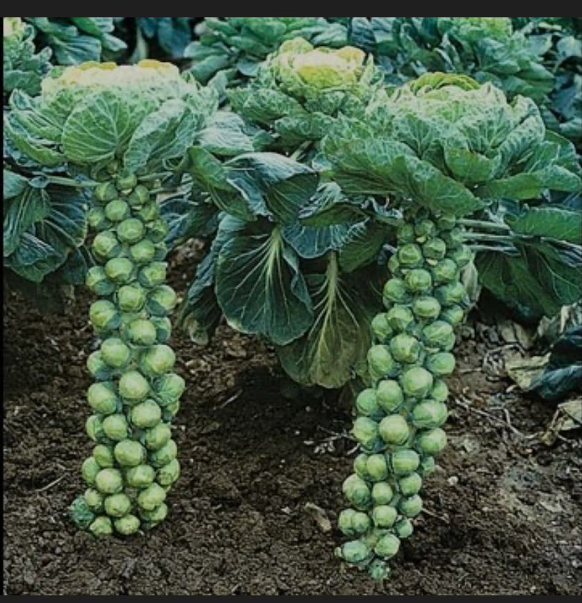 Give Thanks for Brussel Sprouts – One Mad Chef
